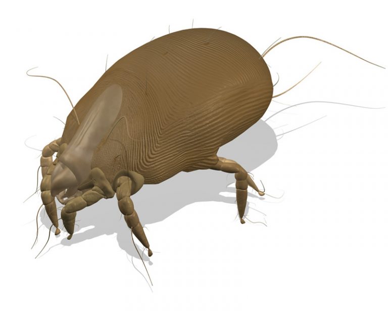¿Sabías que el ácaro Lepidoglyphus destructor puede causar alergias?