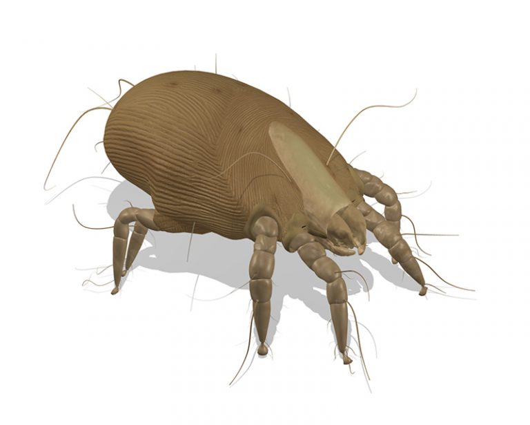 ¿Sabías que el ácaro Lepidoglyphus destructor puede causar alergias?